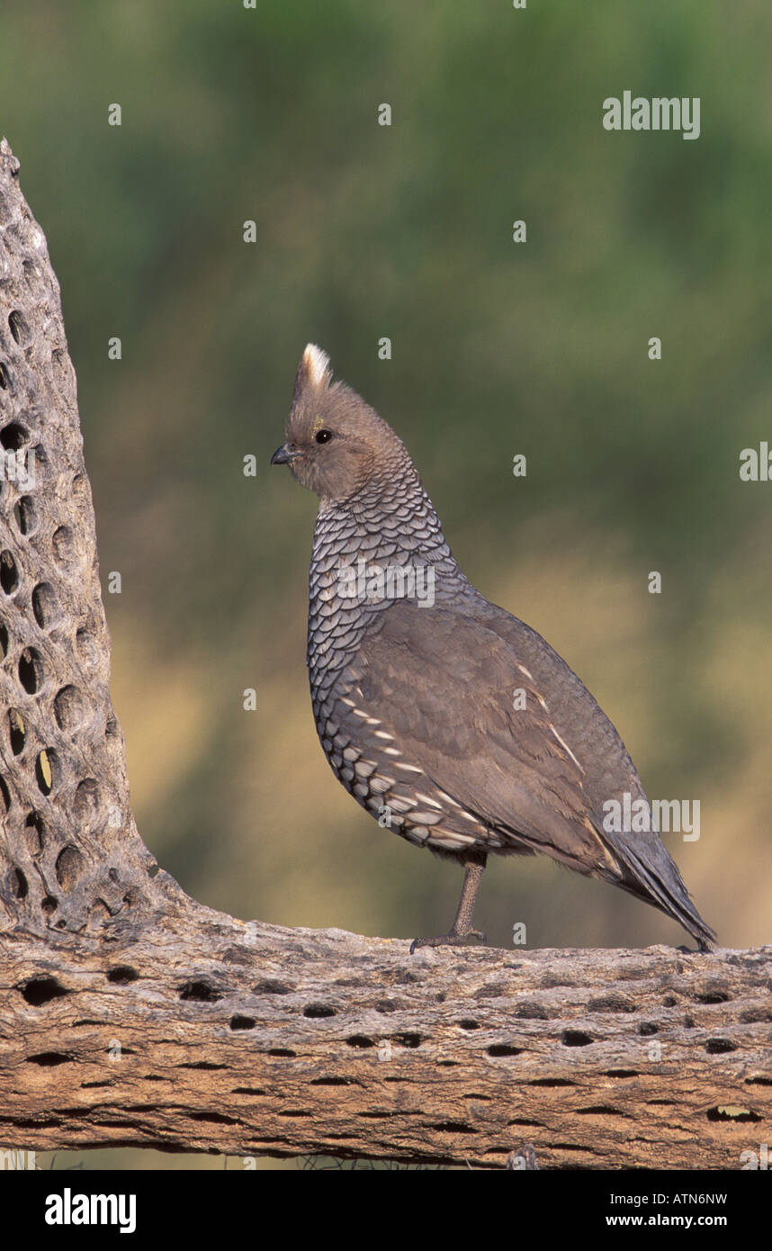 Scaled Quail, Callipepla squamata, perched on cholla cactus skeleton ...