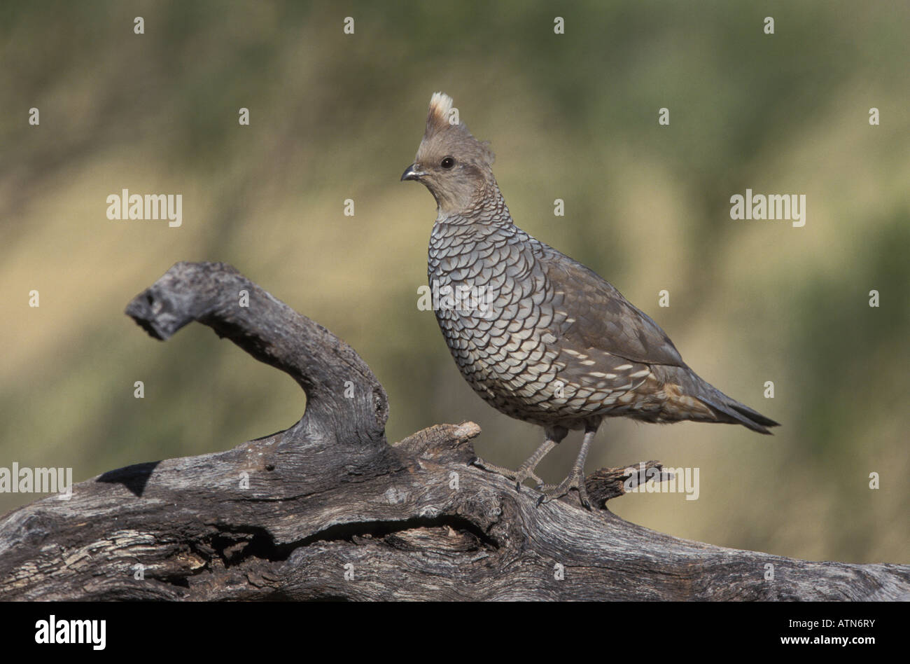 Scaled Quail, Callipepla squamata, perched on branch Stock Photo - Alamy