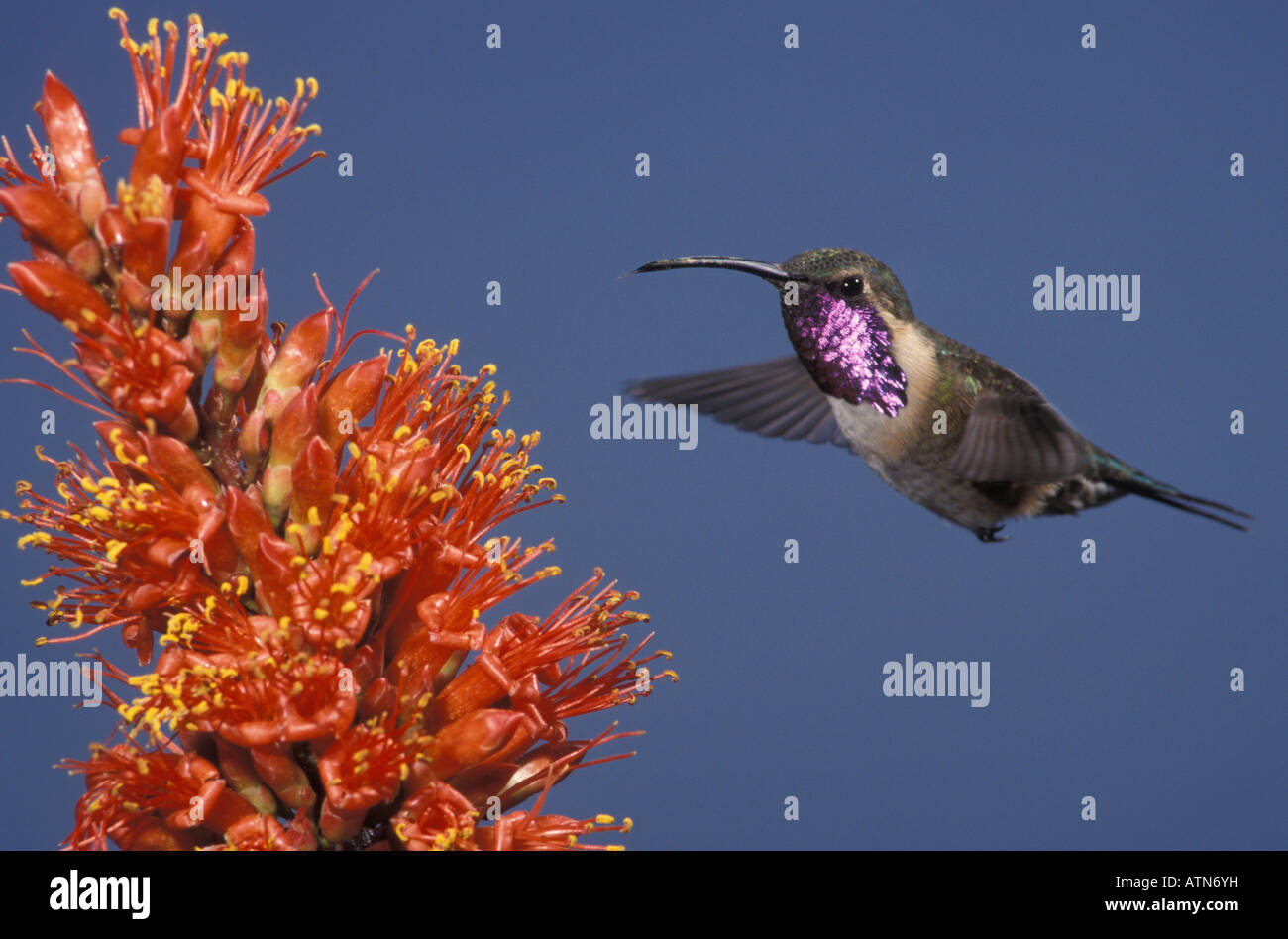Lucifer Hummingbird male, Calothorax lucifer, feeding at ocotillo ...