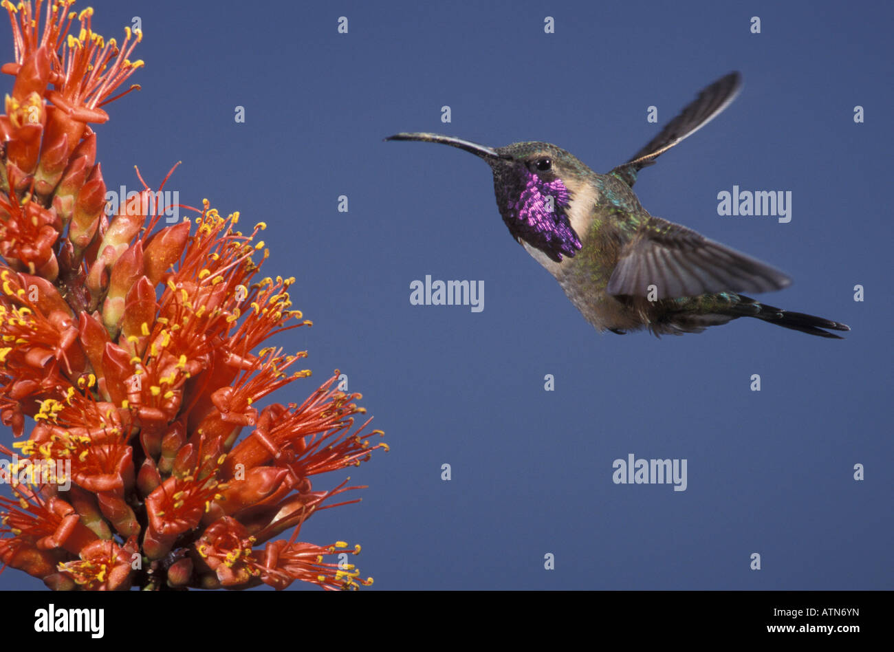 Lucifer Hummingbird male, Calothorax lucifer, feeding at ocotillo ...