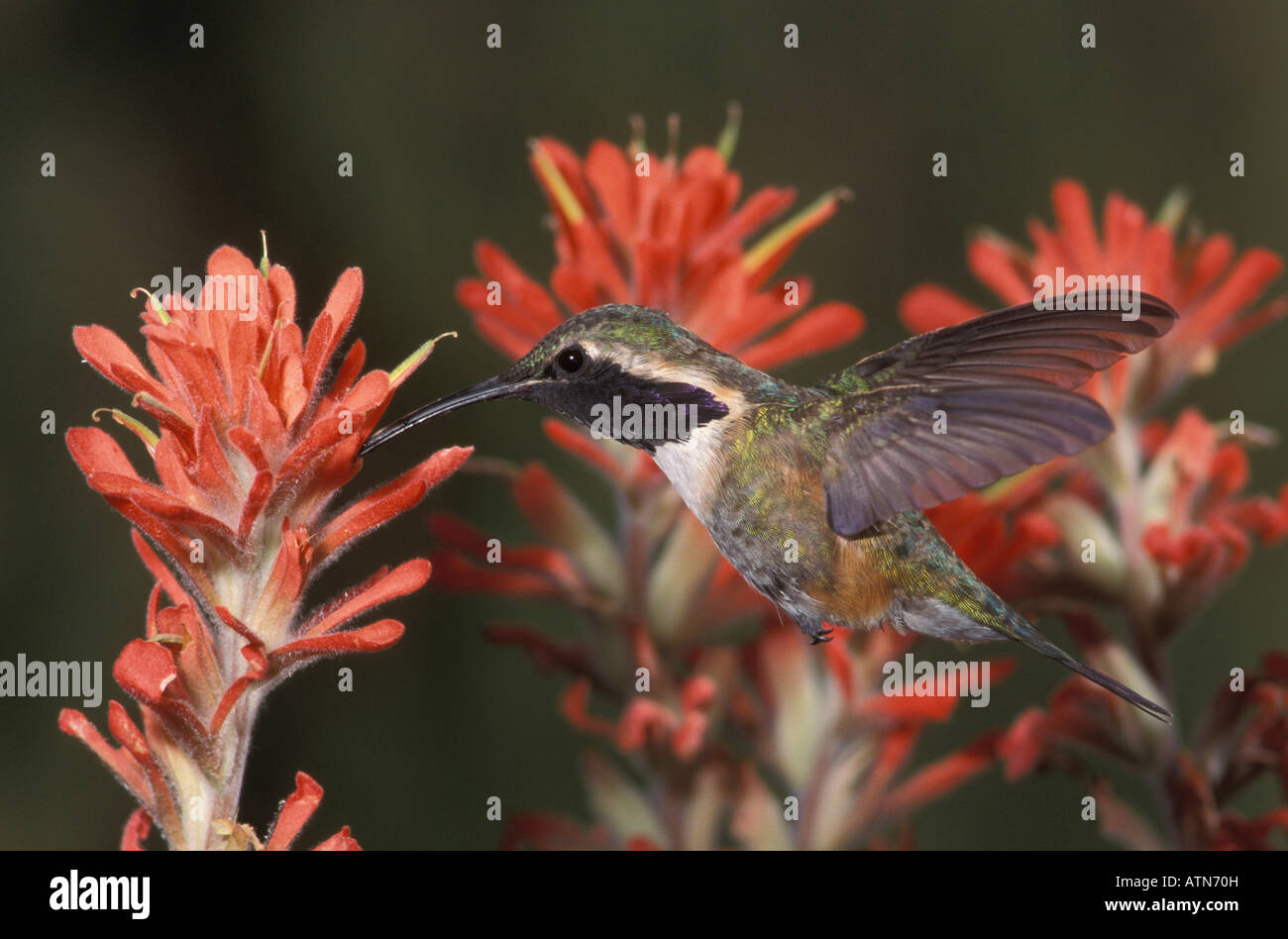 Lucifer flowers hummingbird hi-res stock photography and images - Alamy