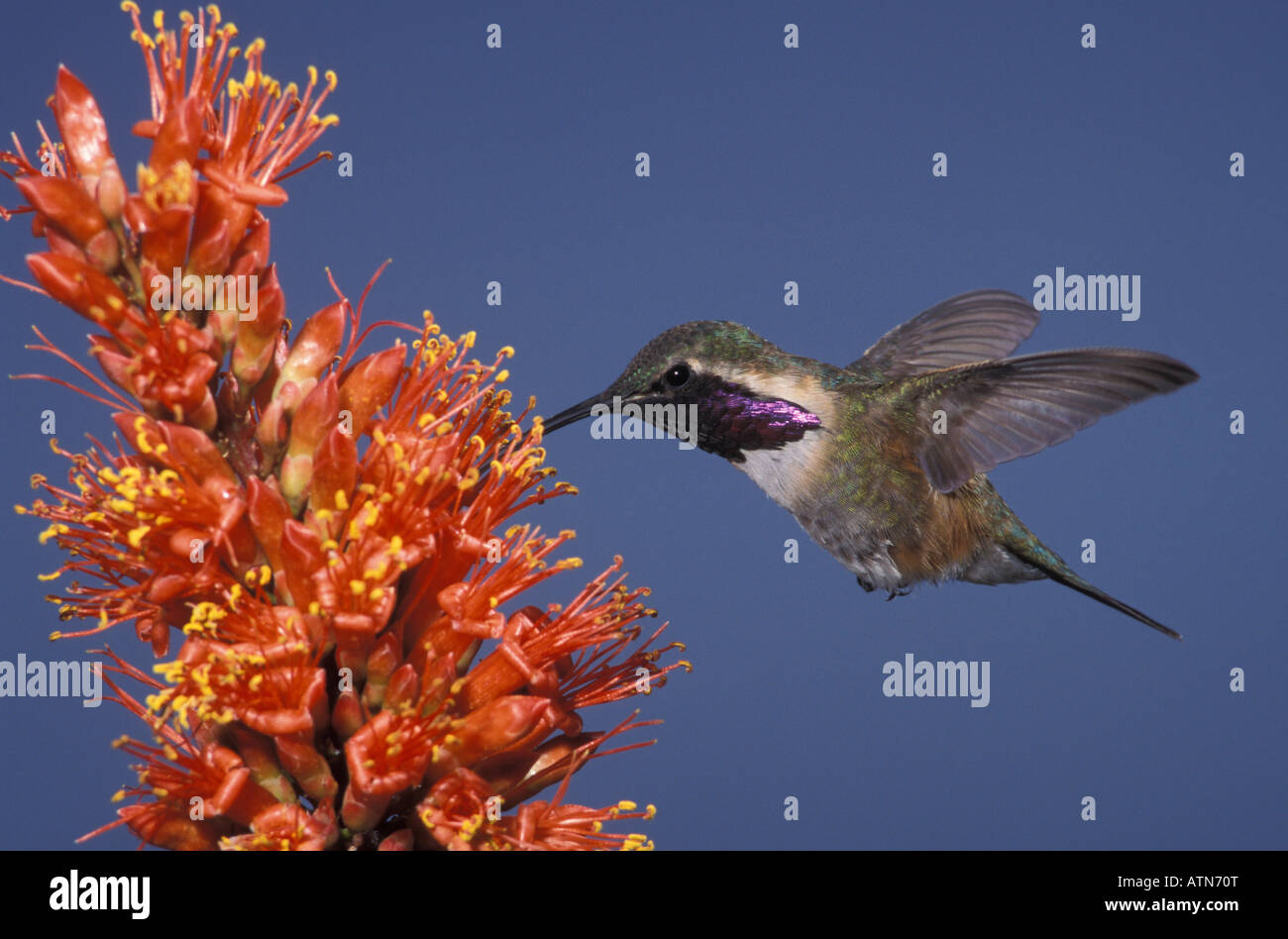 Lucifer Hummingbird Calothorax Lucifer High Resolution Stock ...