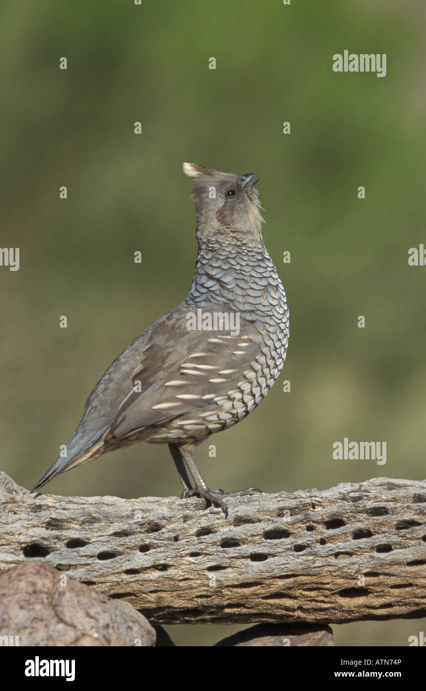 Scaled Quail, Callipepla squamata, calling Stock Photo - Alamy
