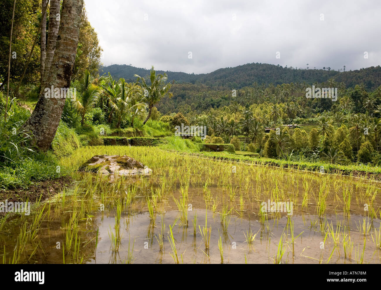 Rice Paddy Fields Ubud Bali Indonesia Stock Photo - Alamy