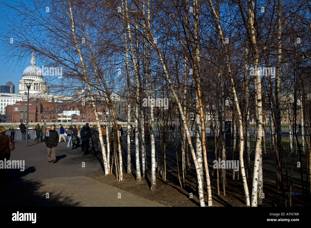 Silver Birch Trees outside Tate Modern St Pauls London England Stock ...