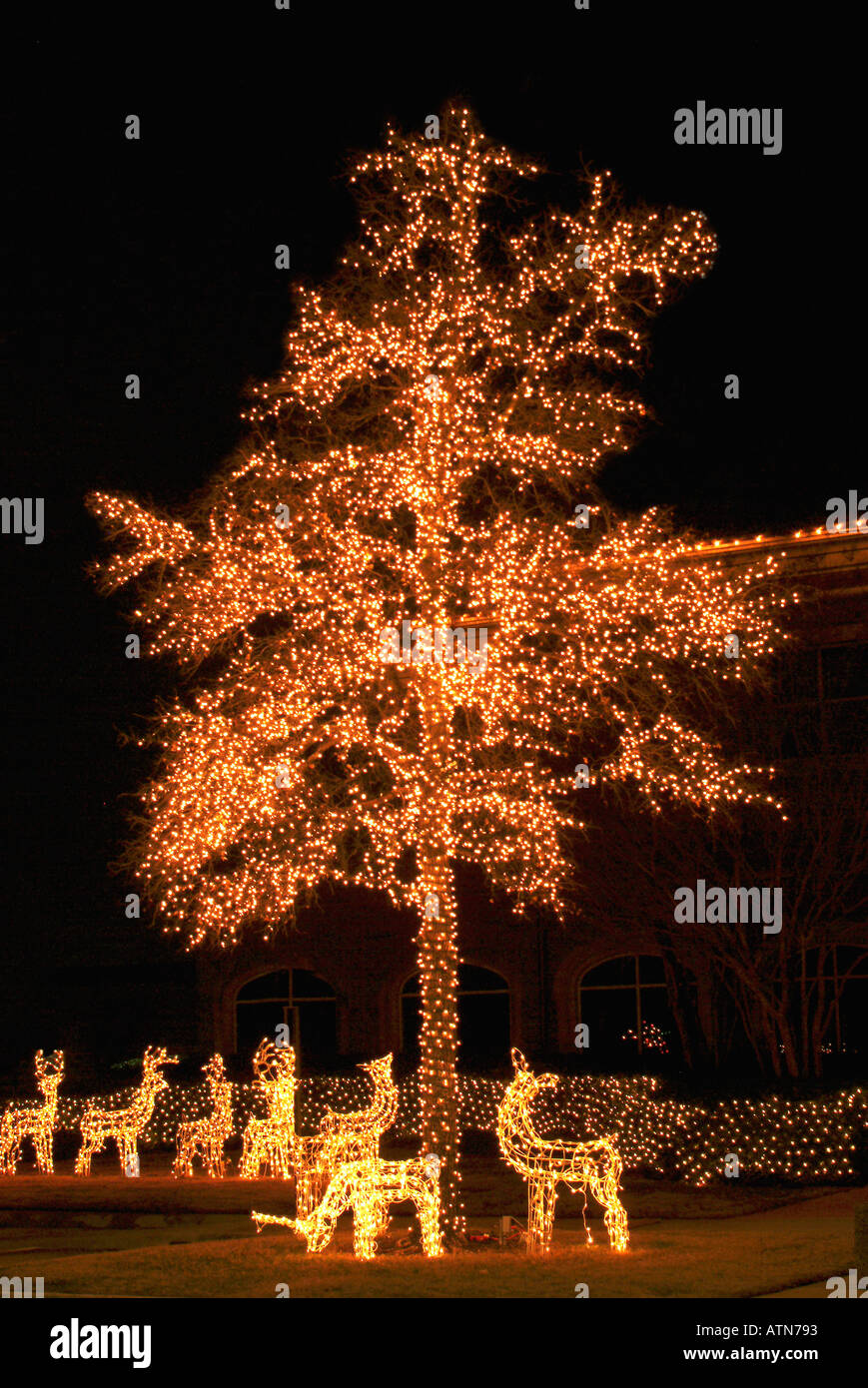 Illuminated outdoor Christmas tree at night Stock Photo - Alamy