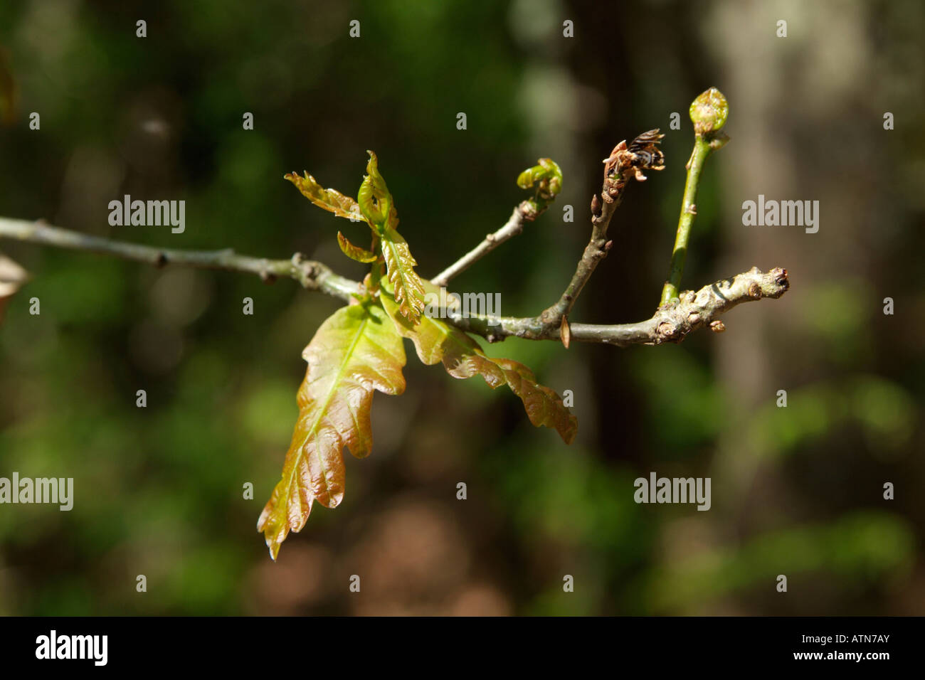 oak tree branch (quercus robur Stock Photo - Alamy