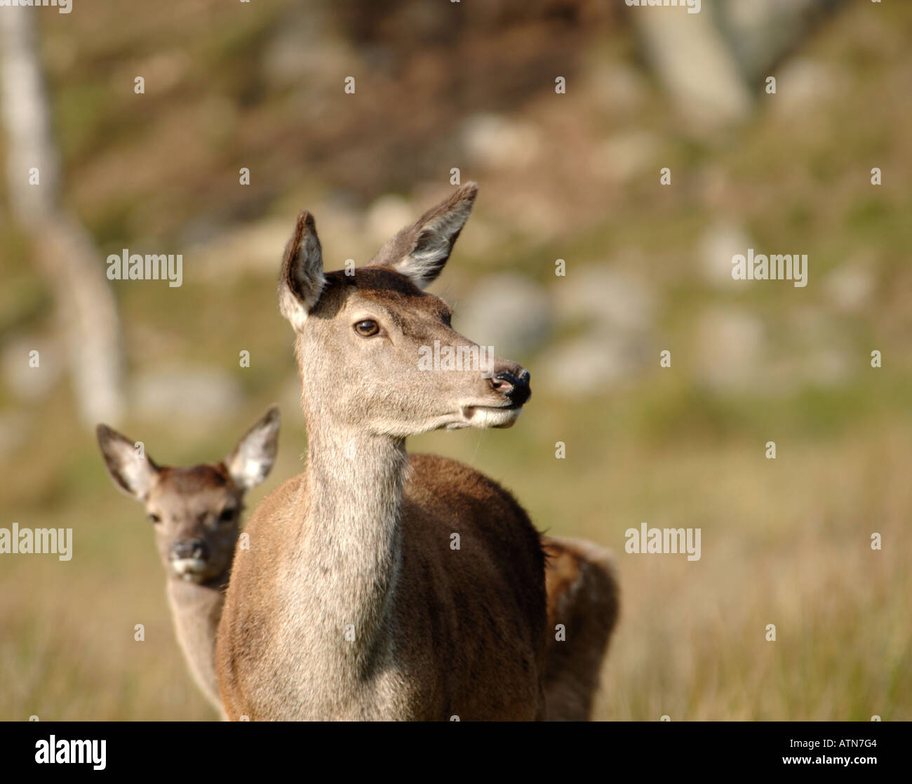 Red Deer Hind and Yearling Calf always on the alert. XMM 3903-372 Stock ...