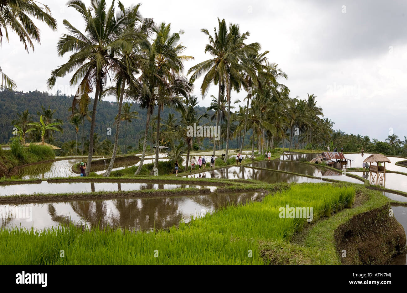 Landscape paddy rice fields hi-res stock photography and images - Alamy