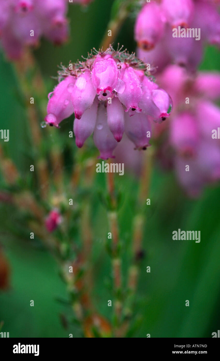 Cross Leaved Heath erica tetralix Flower Stock Photo - Alamy