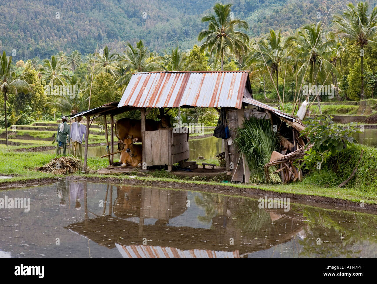 Farm Workers Planting Rice In Paddy Fields Bali Indonesia Stock Photo ...