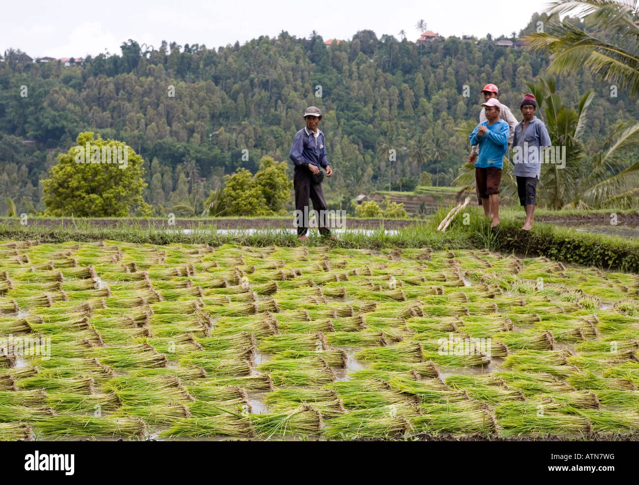 Bali indonesia rice planting hi-res stock photography and images - Alamy