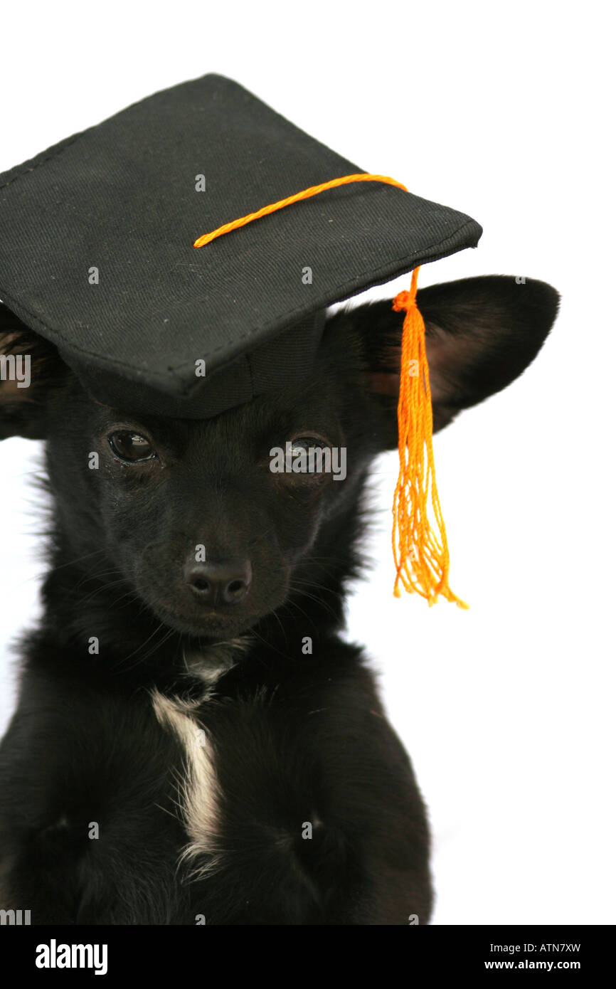cute puppy dress up for graduation Stock Photo - Alamy