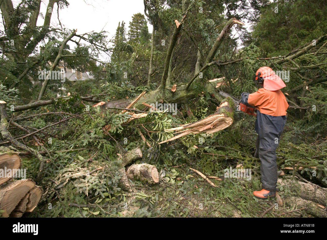 Clearing uprooted trees hi-res stock photography and images - Alamy