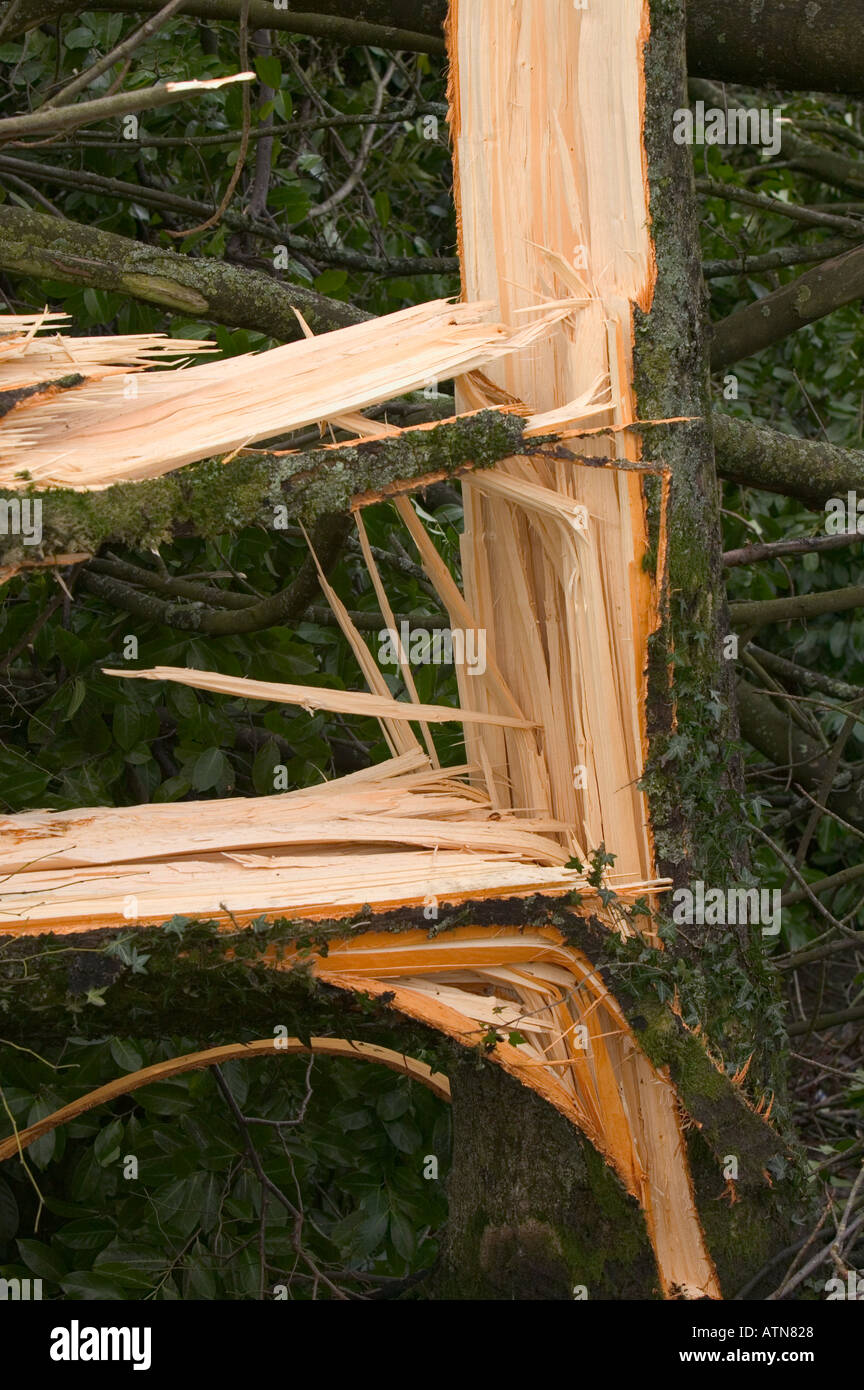Snapped tree in storm hi-res stock photography and images - Alamy