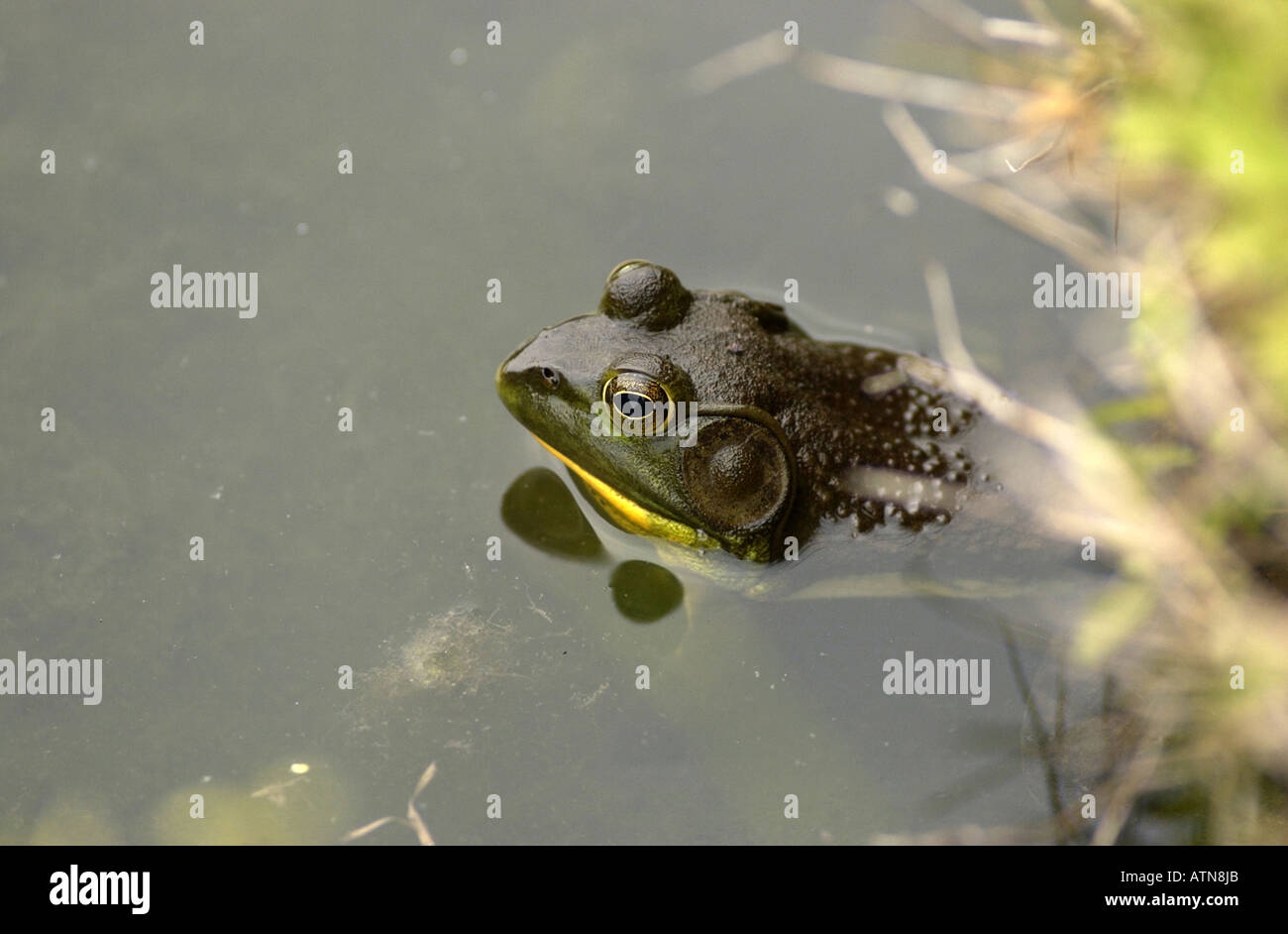 Frog in a pond PHOTO BOB LUCKEY Stock Photo - Alamy