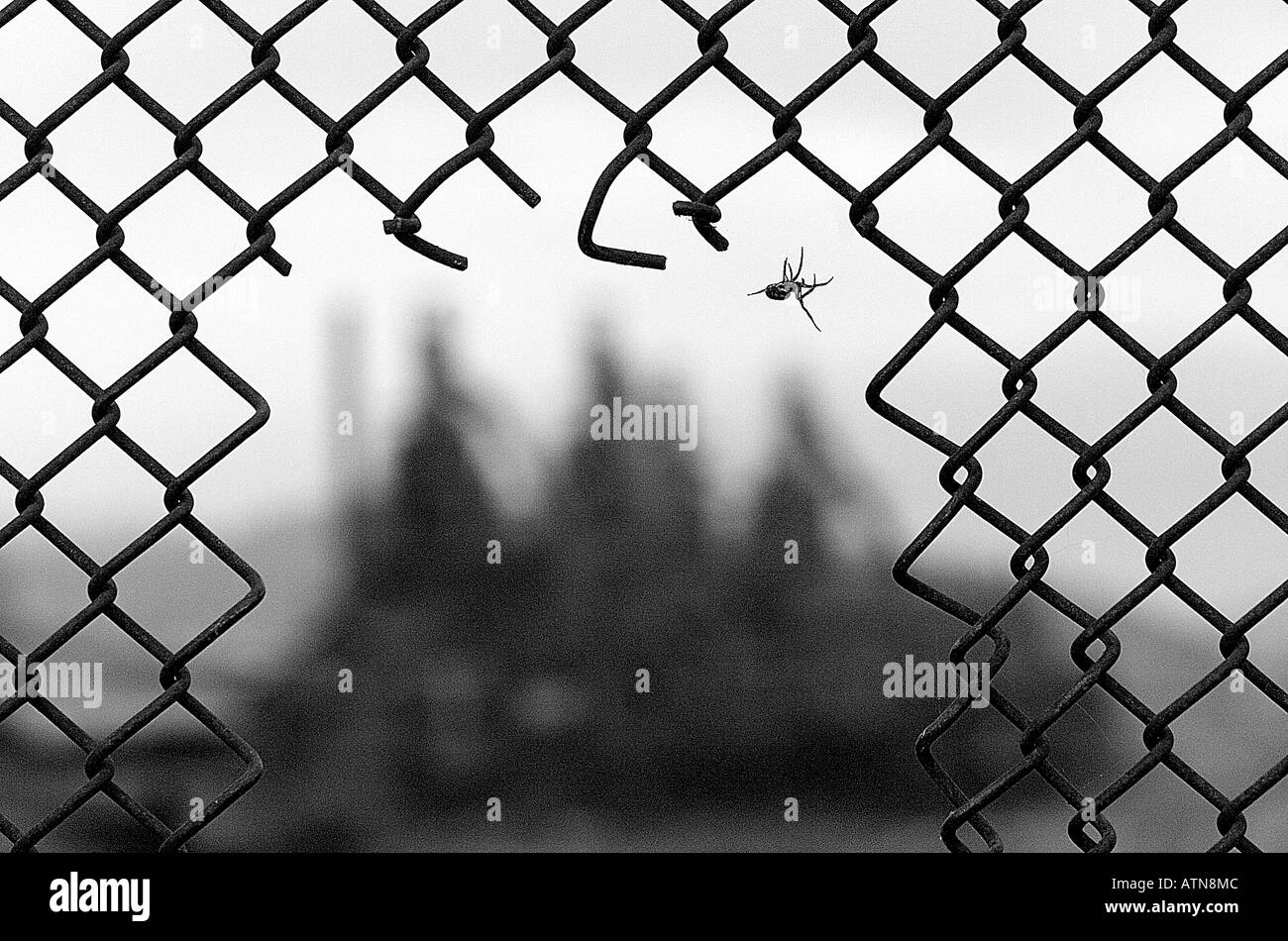 Spider spins a web on a chain link fence Stock Photo - Alamy