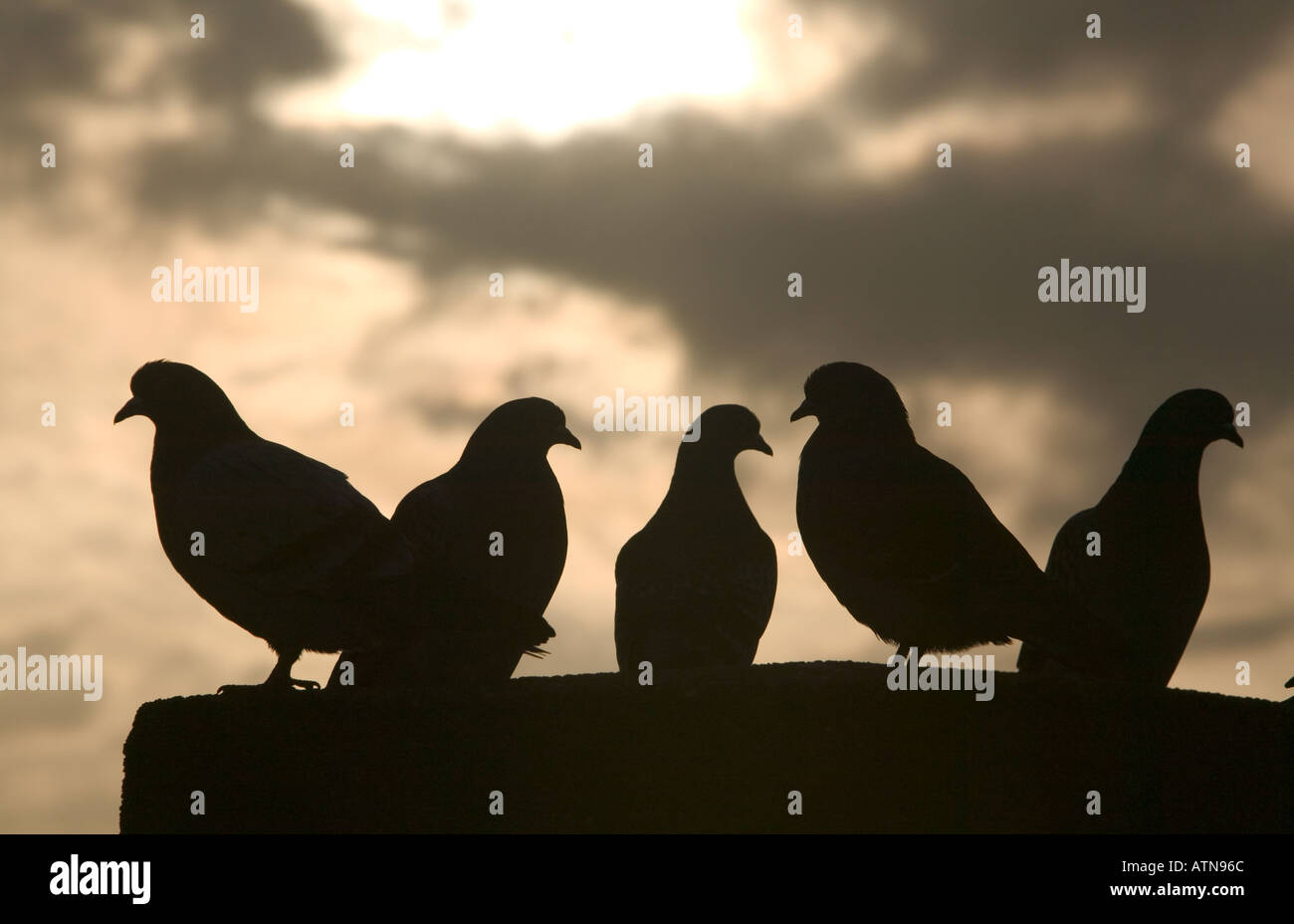 Liverpool pigeons hi-res stock photography and images - Alamy