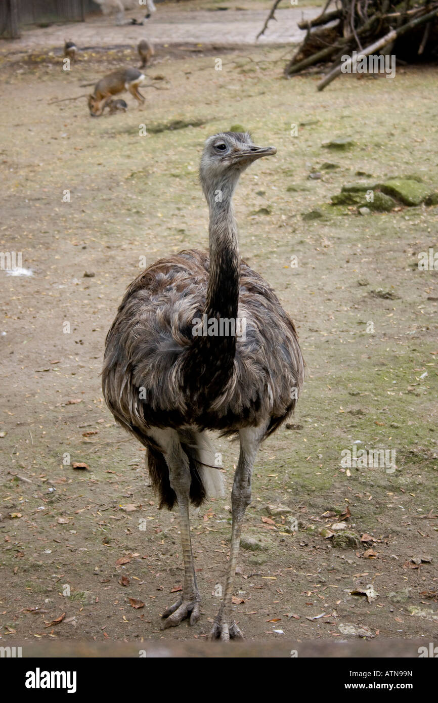 Emu (Dromaius novaehollandiae) full length standing facing Emeu bird ...