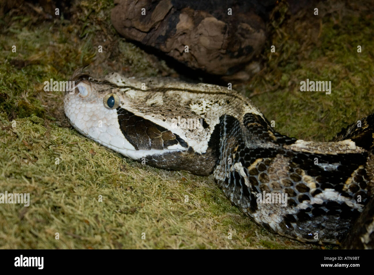 Gaboon viper Bitis gabonica rhinocerus West African snake, Head closeup ...