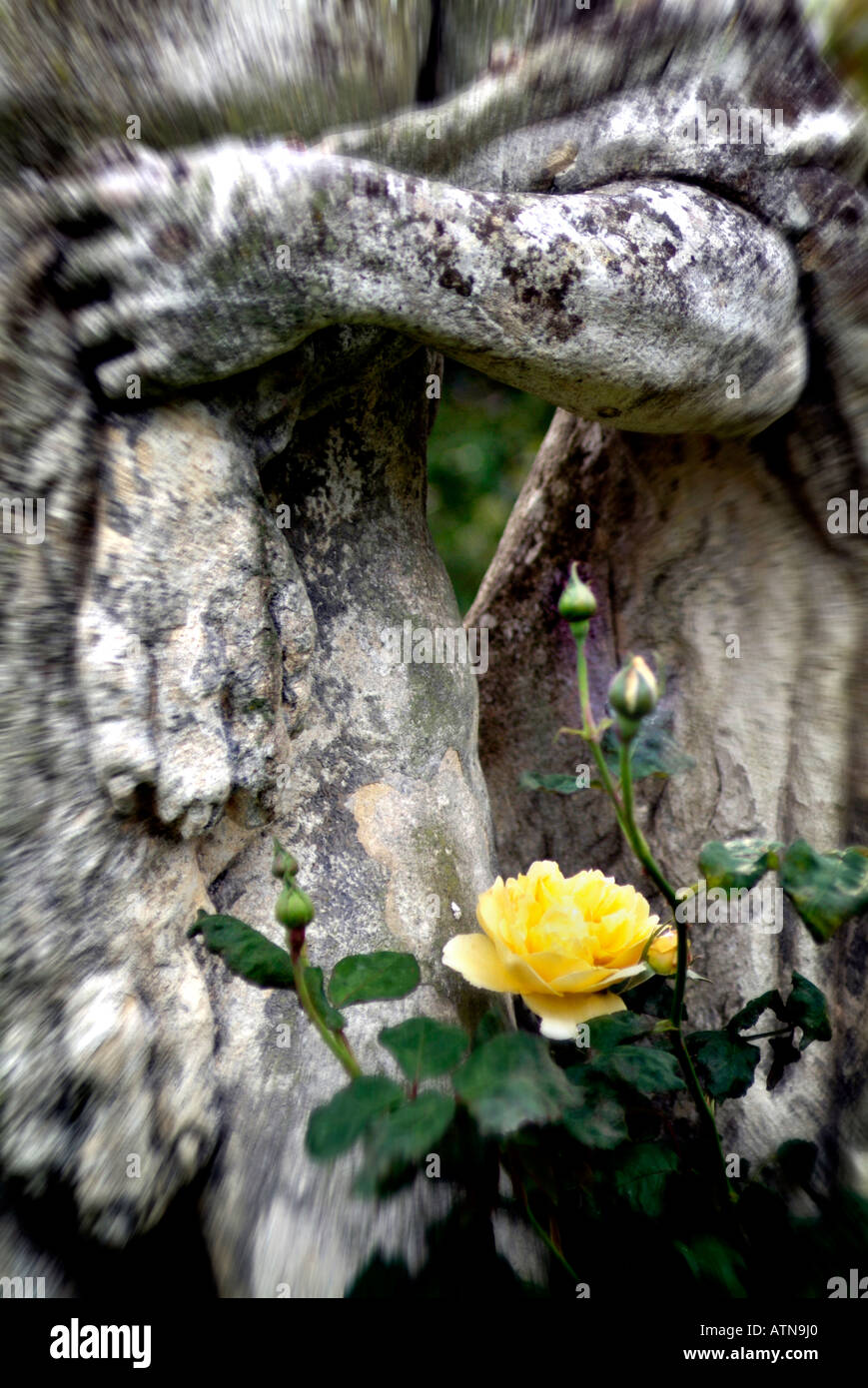 rose with statue Stock Photo - Alamy