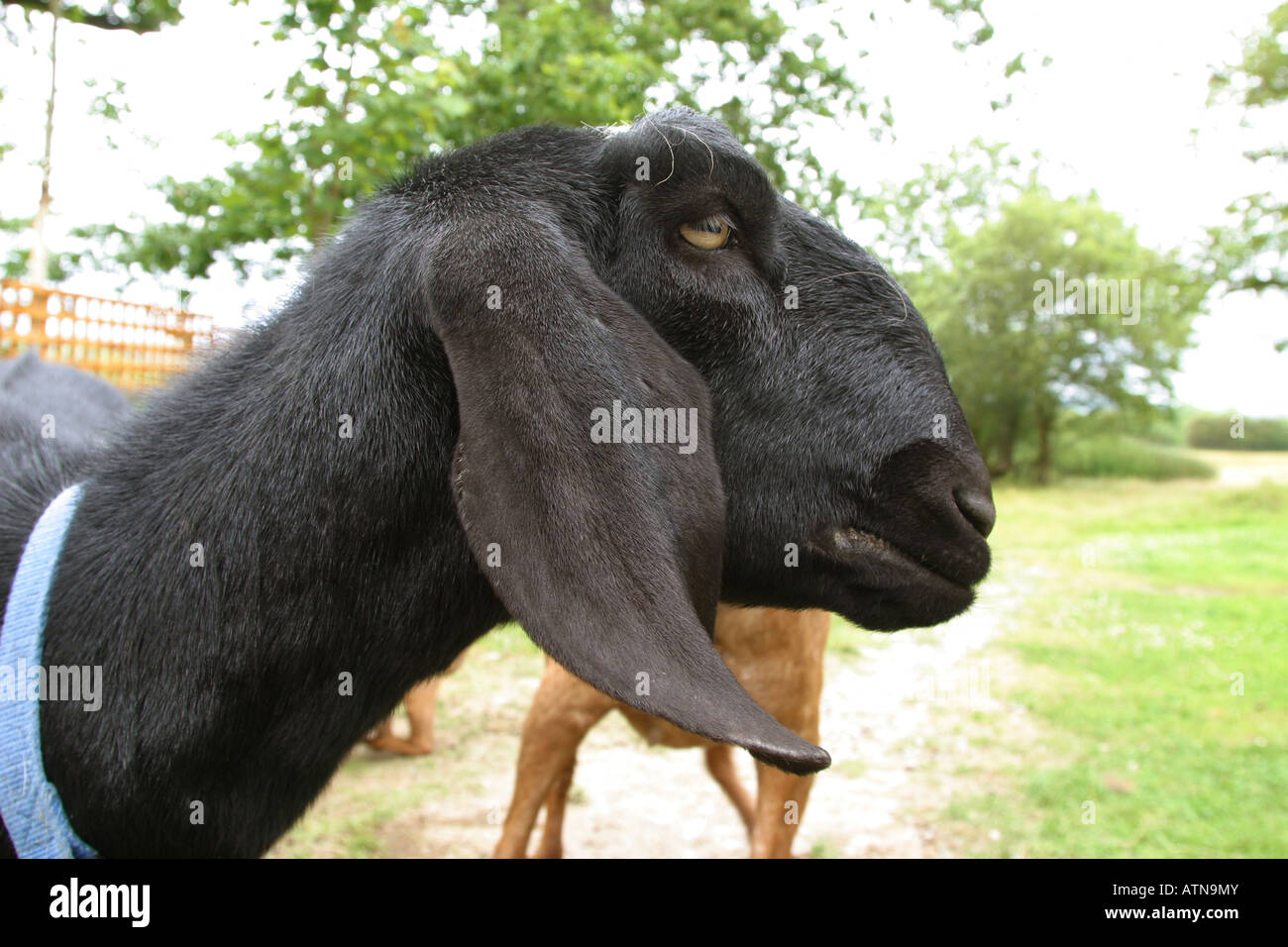 Nubian Goat Close up face Chevre Stock Photo - Alamy