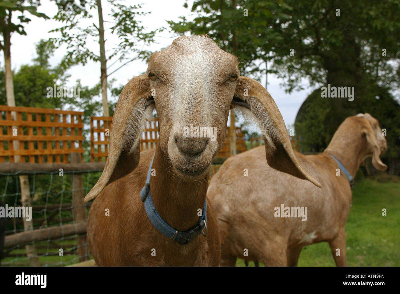 Nubian Goat Close up face Chevre Stock Photo - Alamy