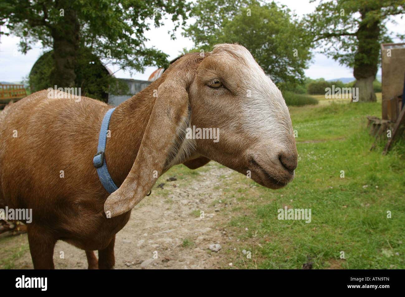 Barbiche hi-res stock photography and images - Alamy