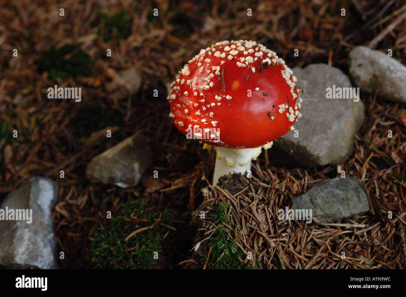 Fly Agaric toadstool in Switzerland Stock Photo - Alamy