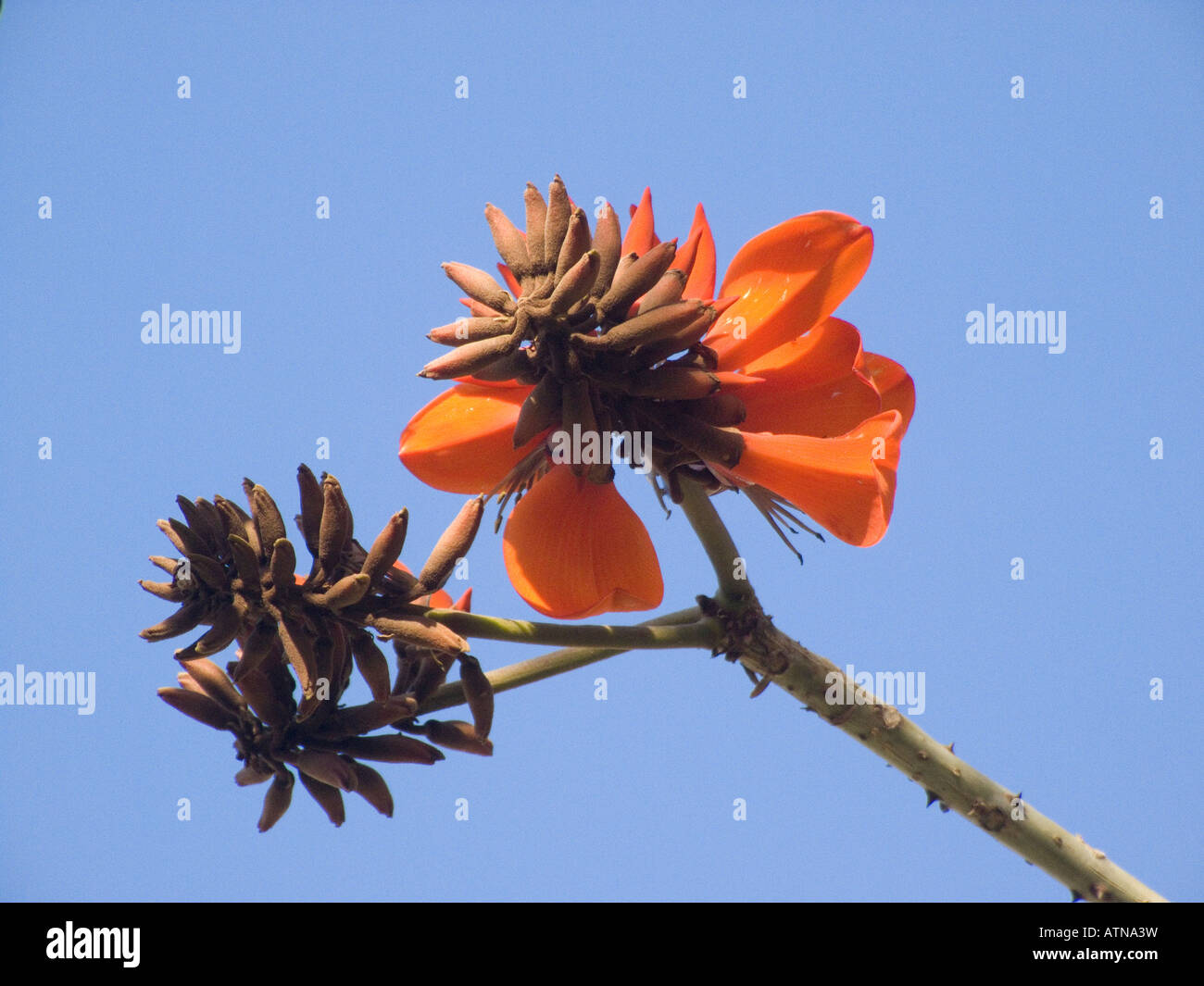 Sprouting orange tree hi-res stock photography and images - Alamy