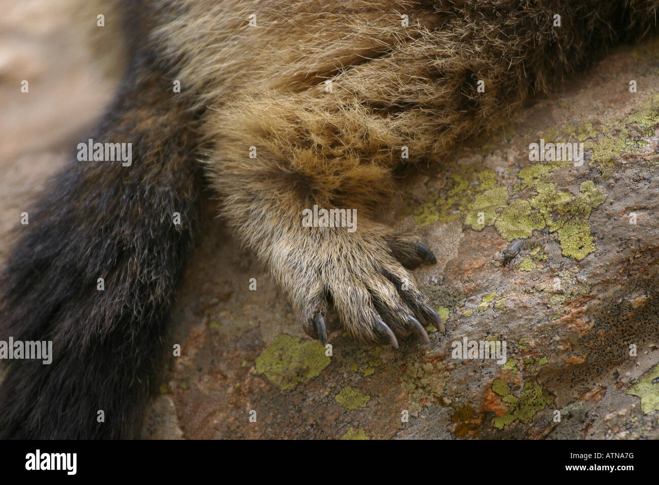 Alpine Marmot parc des Ecrins National Park Alps Marmota claws feet ...