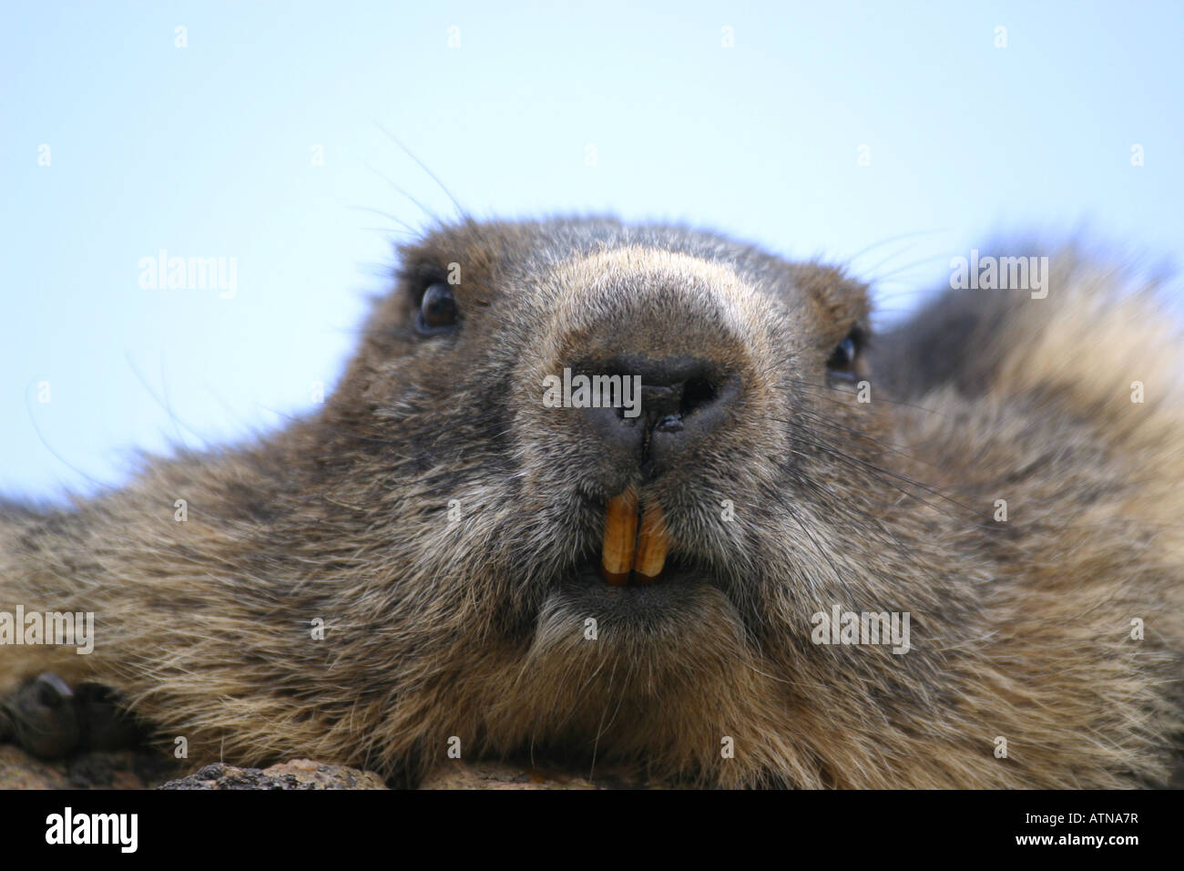Alpine Marmot parc des Ecrins National Park Alps Marmota teeth closeup ...