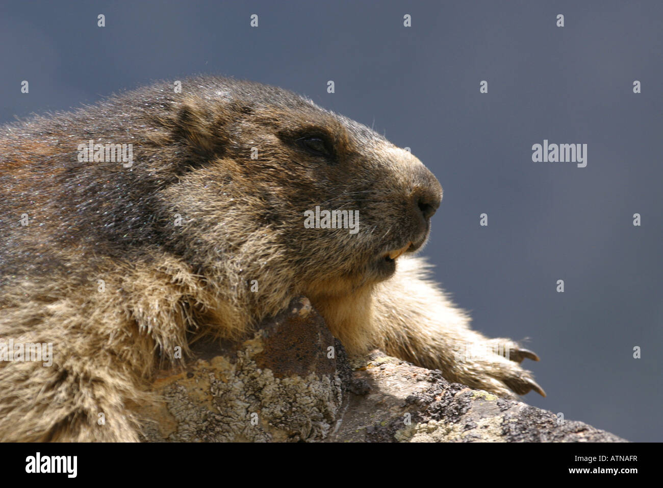 Alpine marmot hibernate hi-res stock photography and images - Alamy