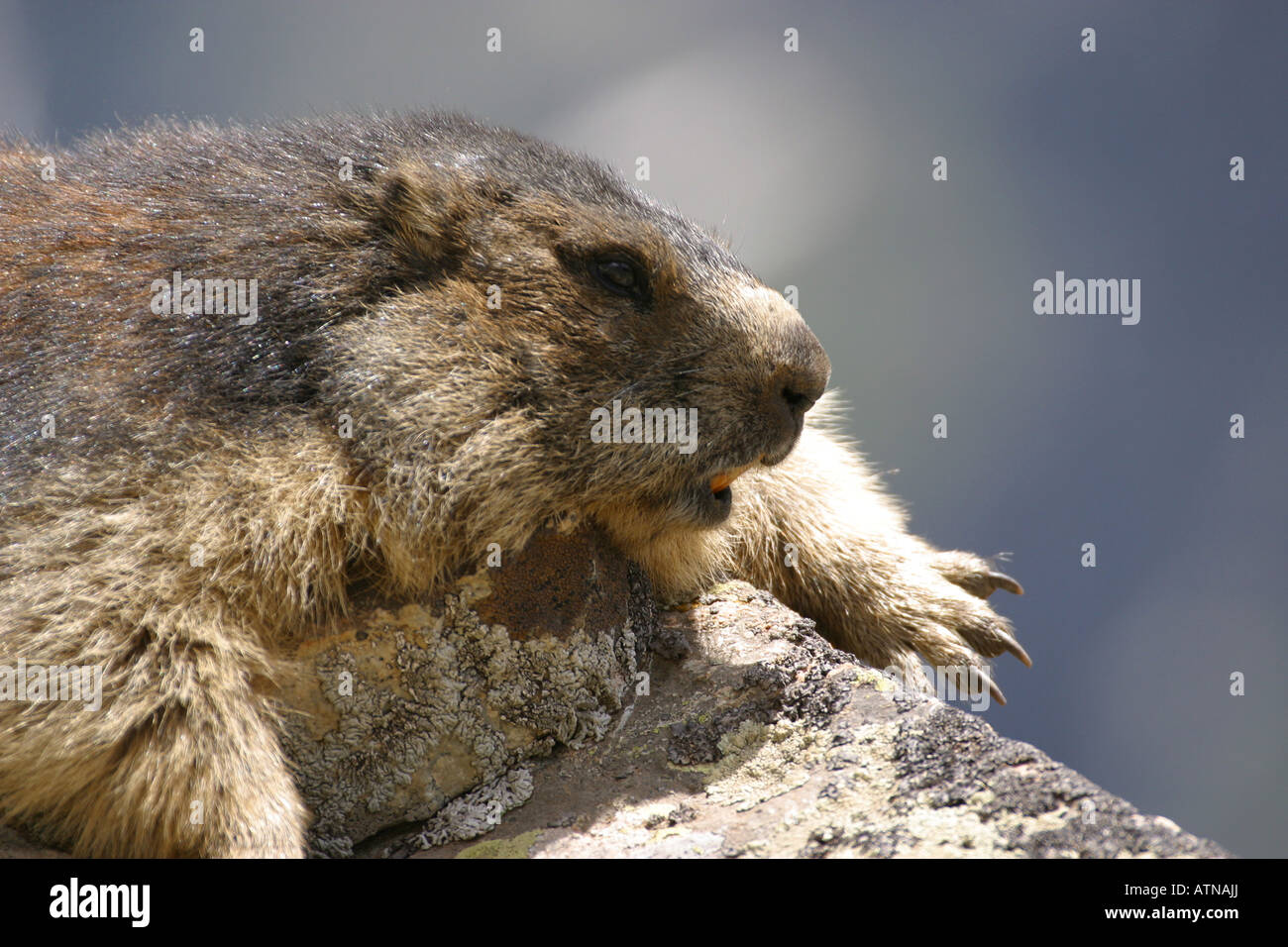 Alpine Marmot parc des Ecrins National Park Alps Marmota at altitude ...