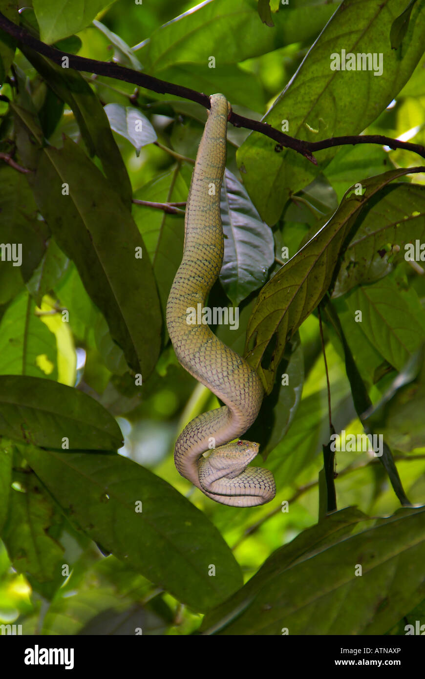 A Waglers Pit Viper Hanging from a Tree Stock Photo - Alamy