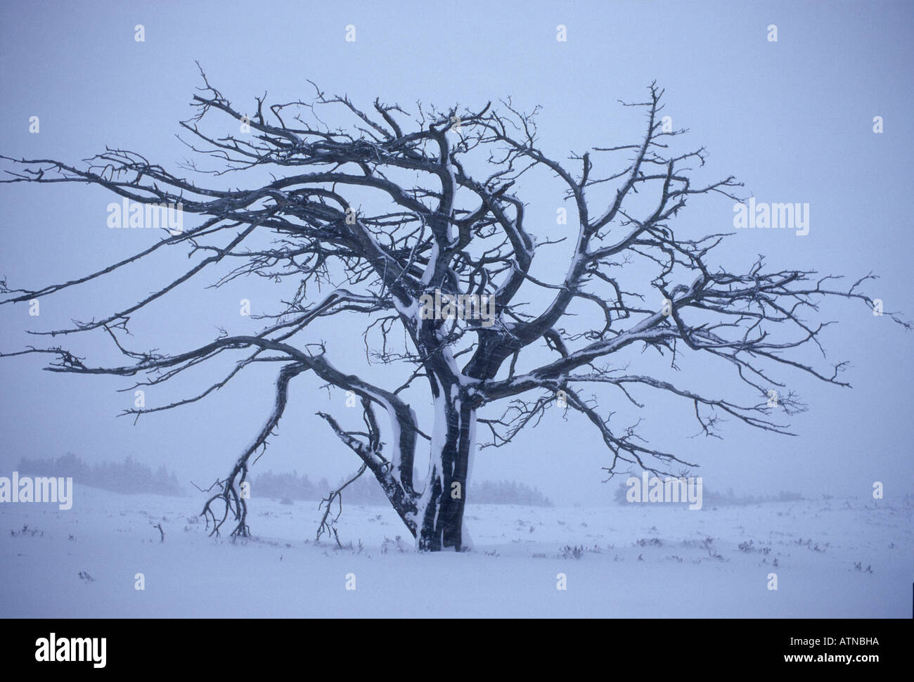 Dead Pine Tree in Winter Aviemore Stock Photo - Alamy