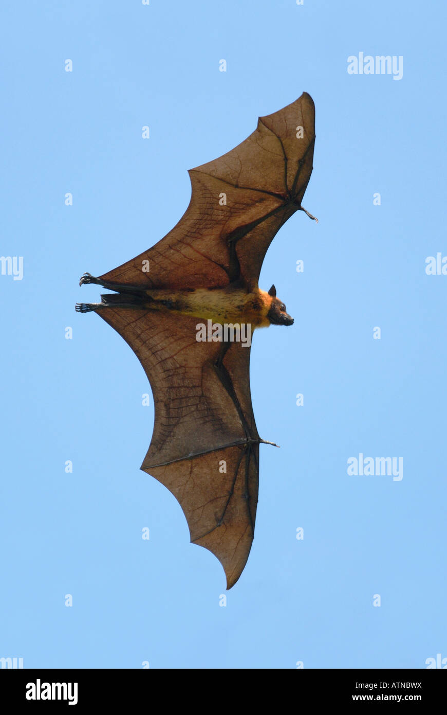 Flying Fox (Pteropus giganteus) flying in Sri Lanka Stock Photo - Alamy