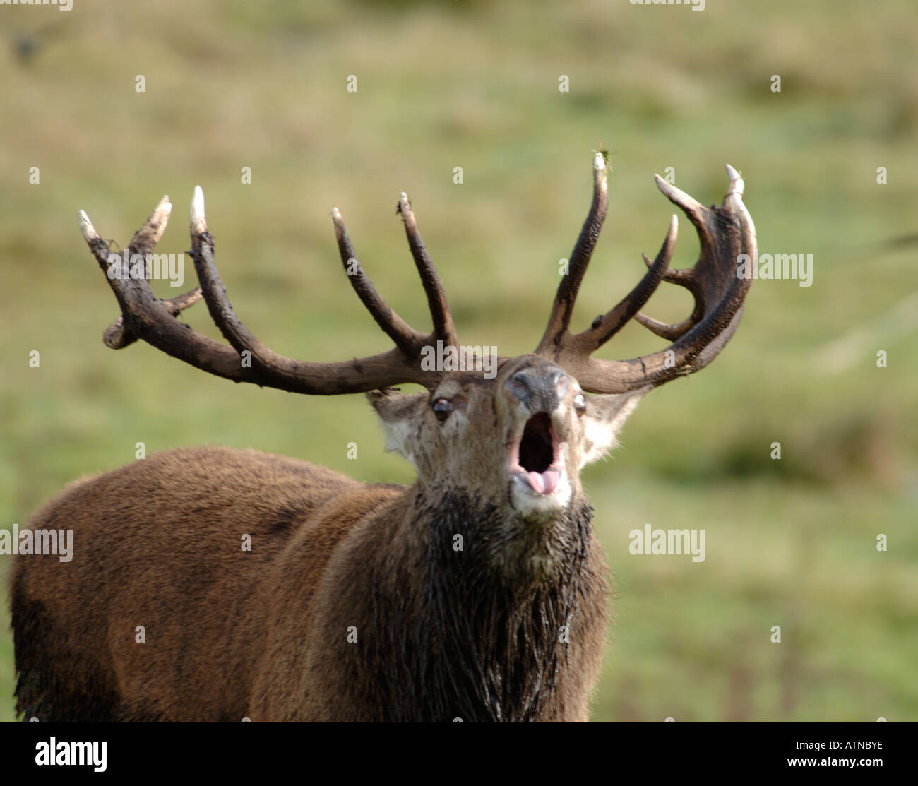 Red Deer Stag Roaring during Autumn Rut. XMM 3753-360 Stock Photo - Alamy