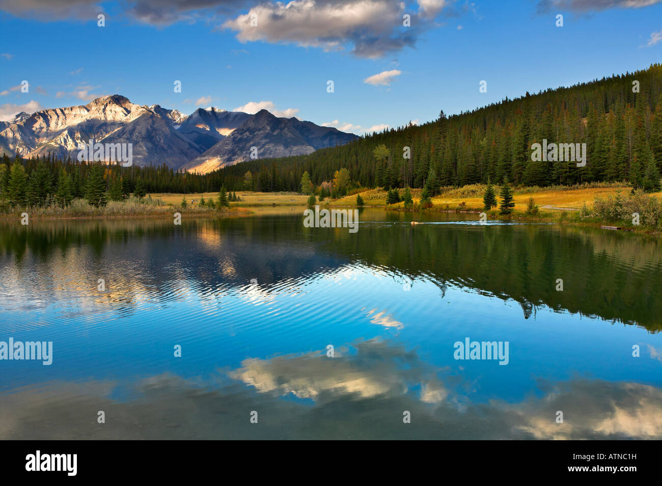 Canada fine tree grass hi-res stock photography and images - Alamy