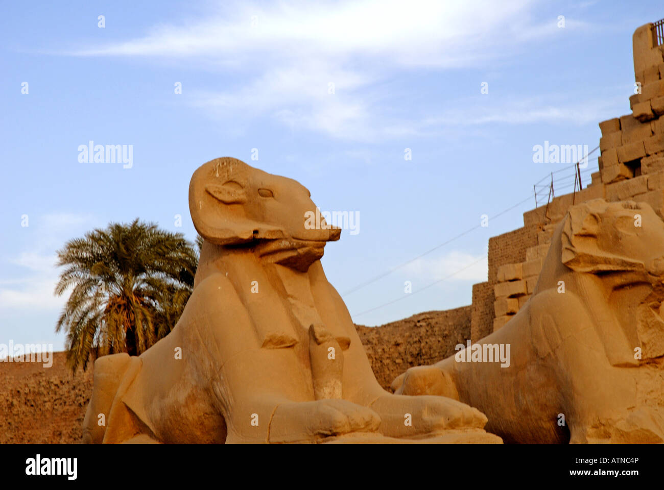 Ram Headed Sphinx at Karnak Temple, Luxor, Egypt Stock Photo - Alamy