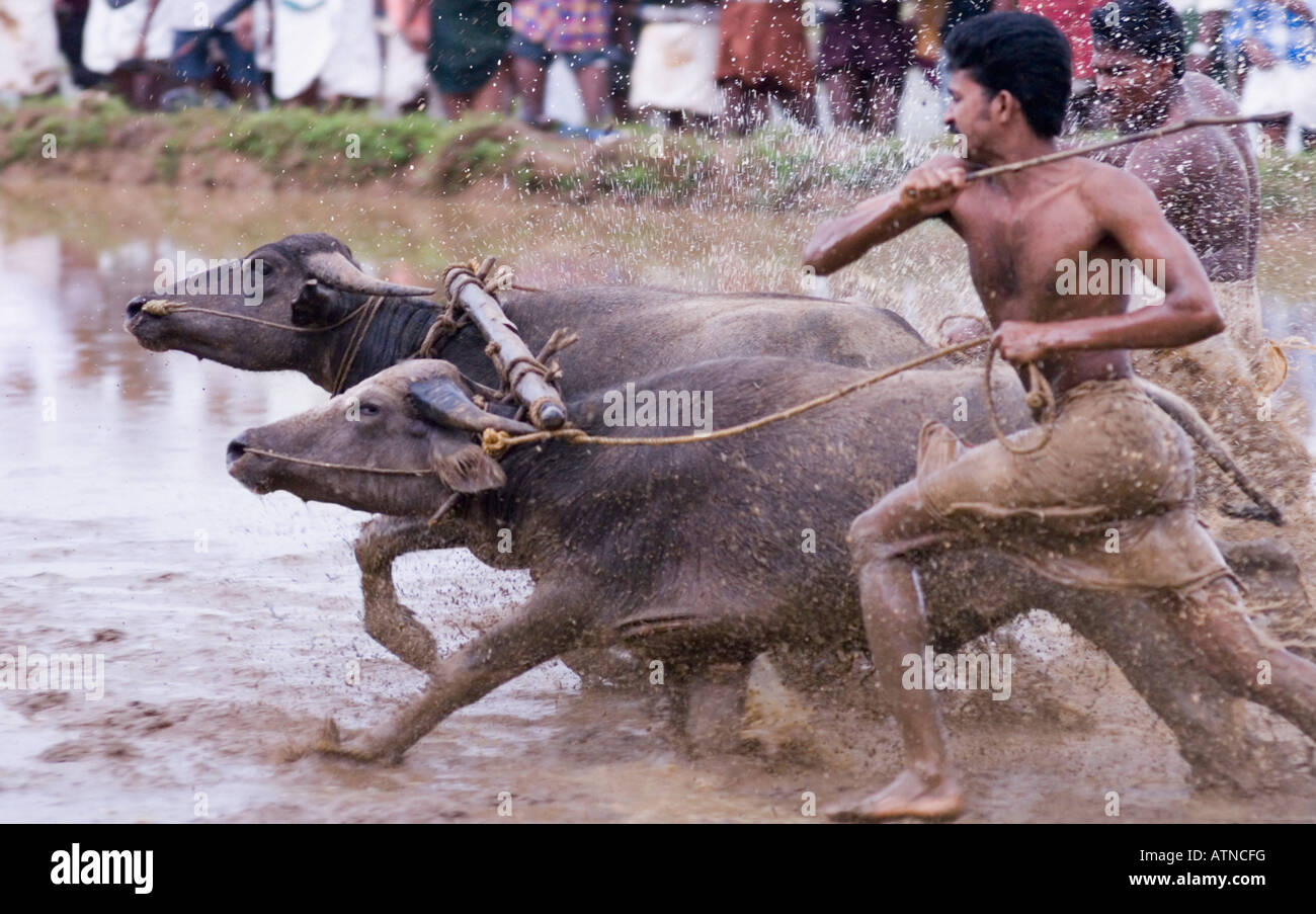 Two buffaloes running in a buffalo race, Kerala, India Stock Photo - Alamy