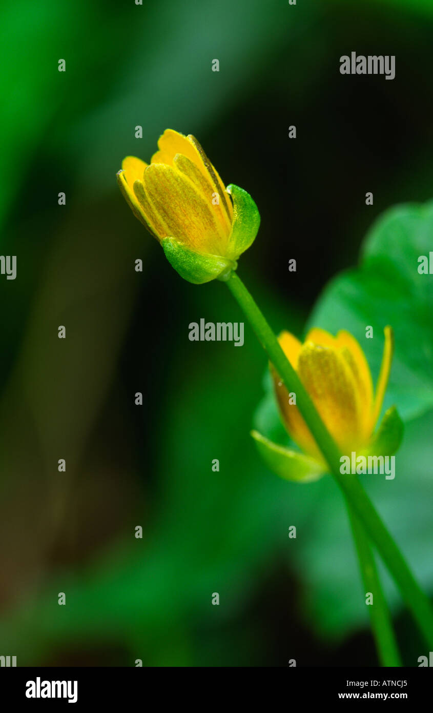 Lesser Celandine ranunculus ficaria Stock Photo - Alamy