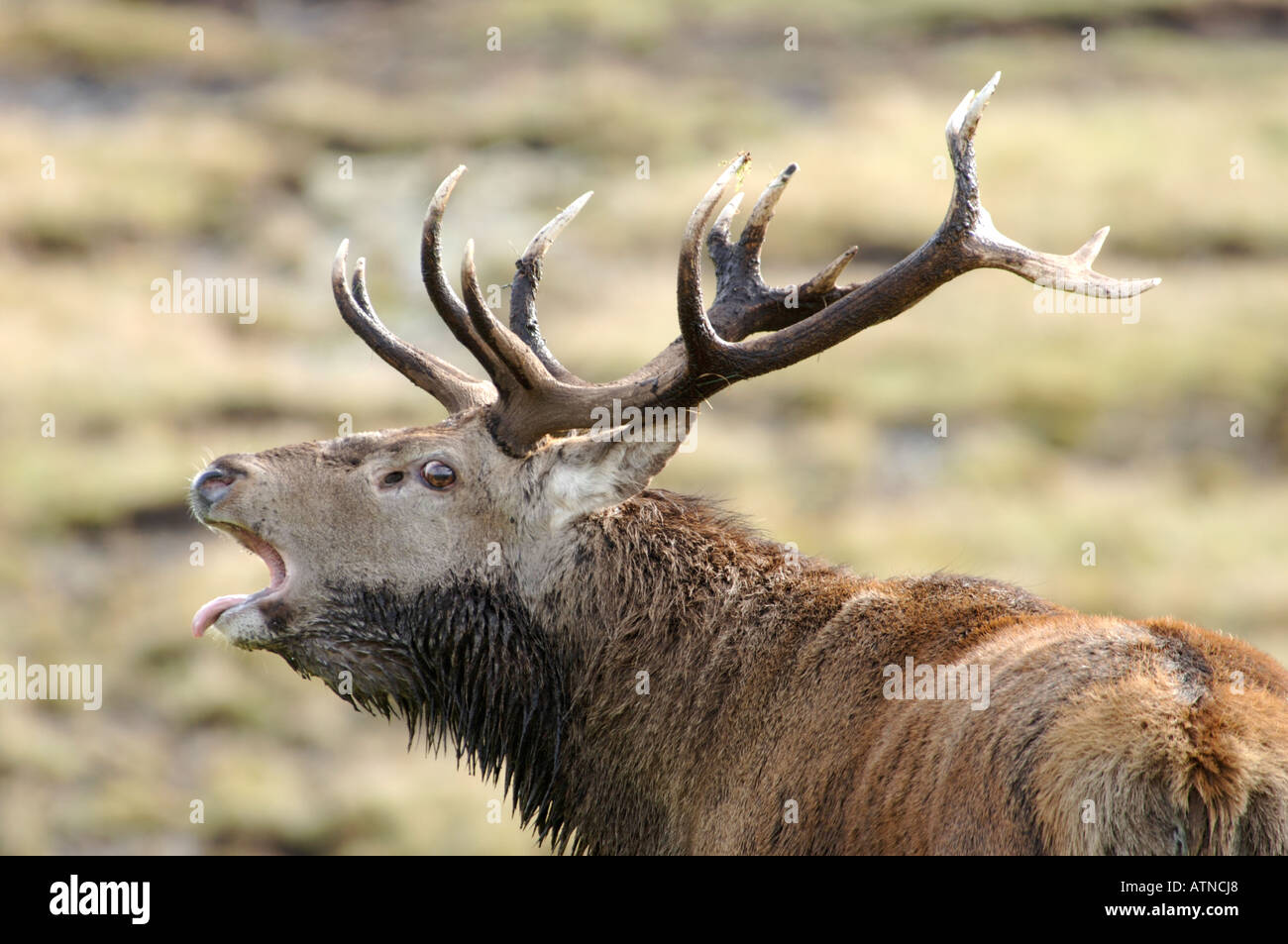 3756 hi-res stock photography and images - Alamy