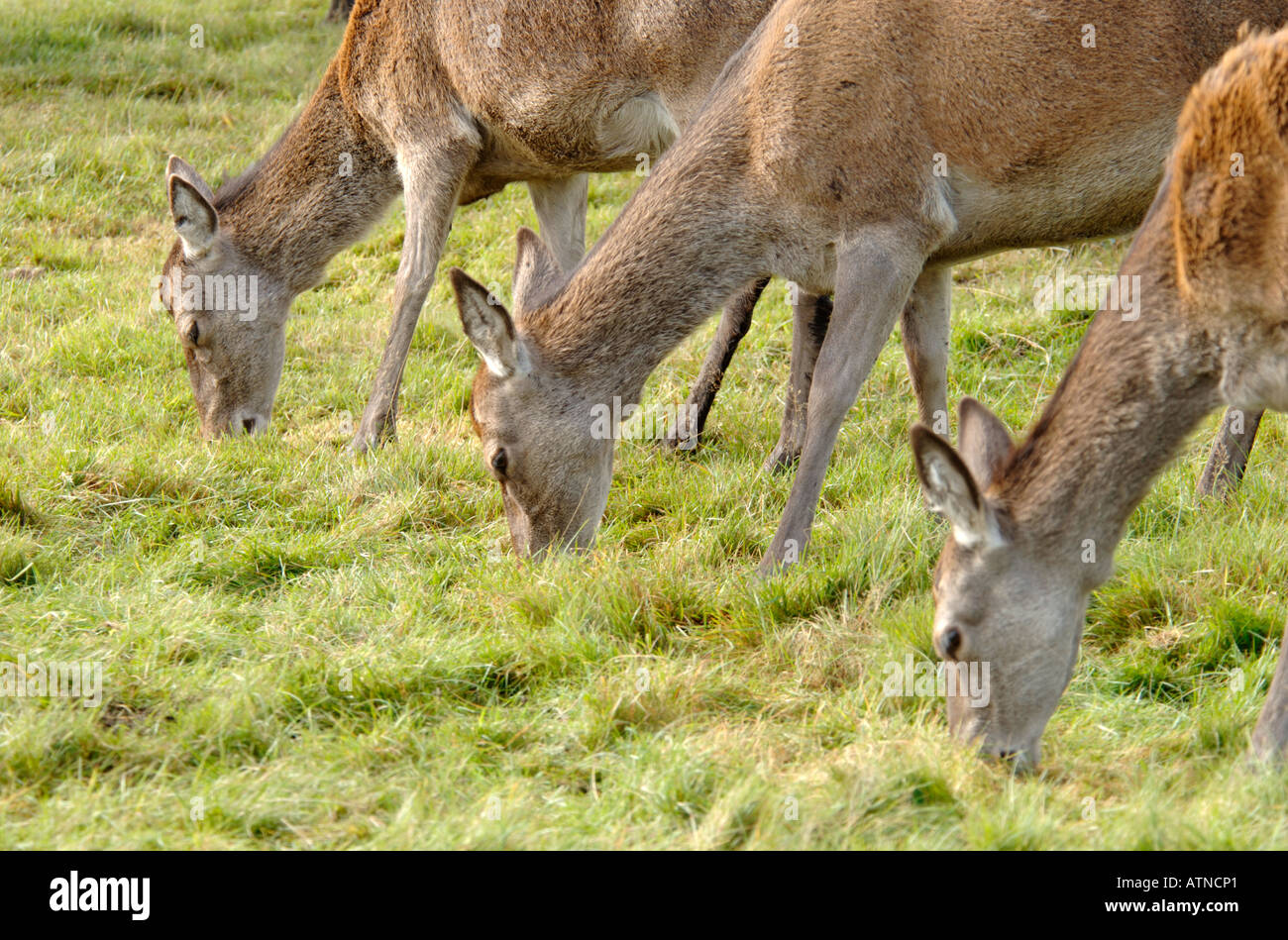 Group of Red Deer Hinds Feeding on upland Grassland. XMM 3761-360 Stock ...
