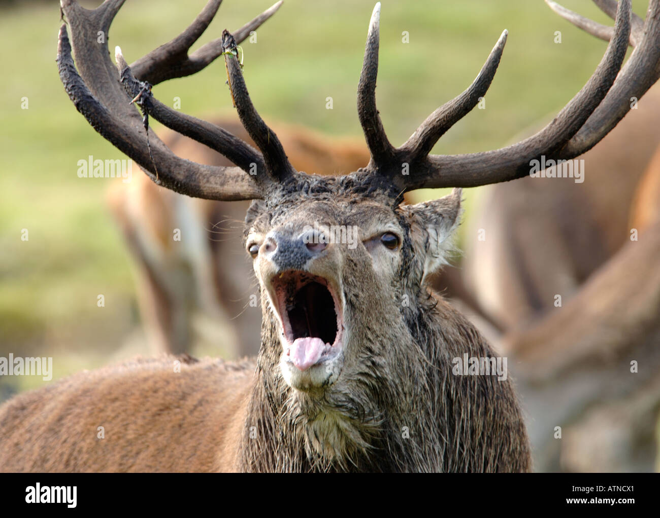 Red Deer Stag Roaring during Autumn Rut. XMM 3762-360 Stock Photo - Alamy