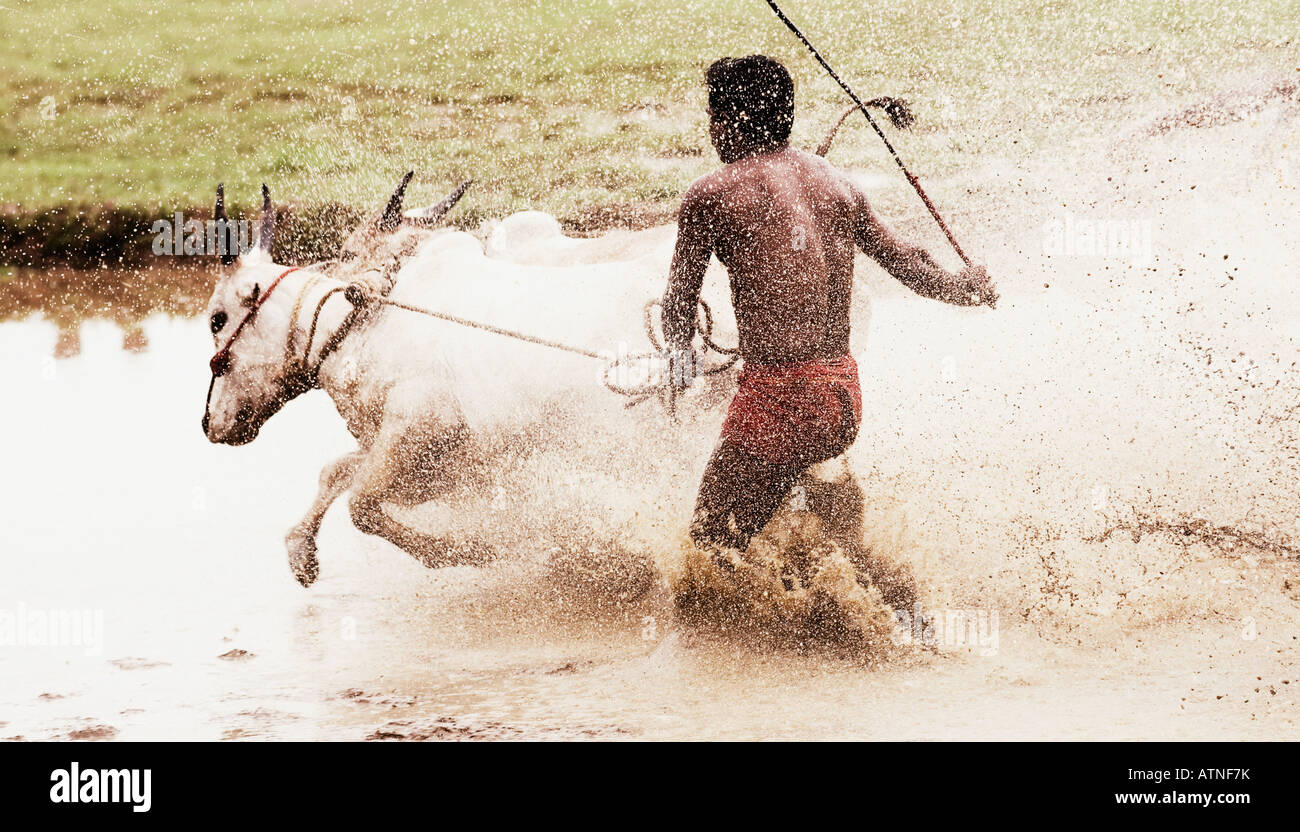 Two ox running in an oxen race, Kerala, India Stock Photo - Alamy