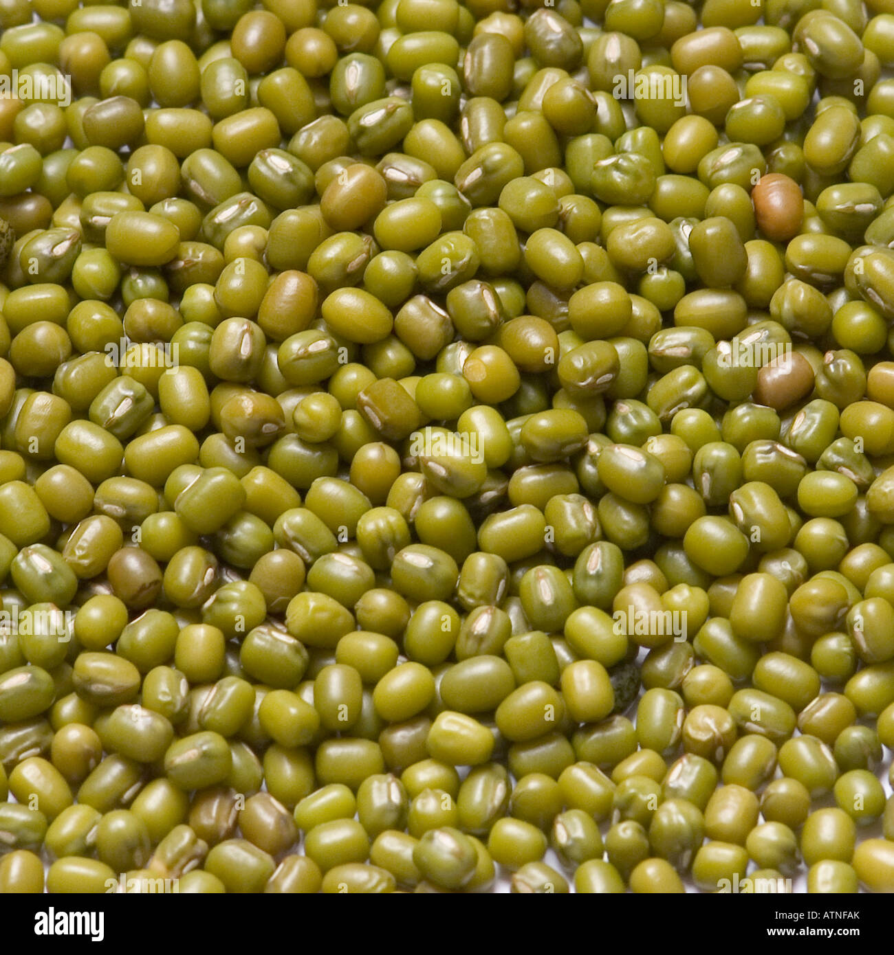 Close-up of mung beans Stock Photo - Alamy