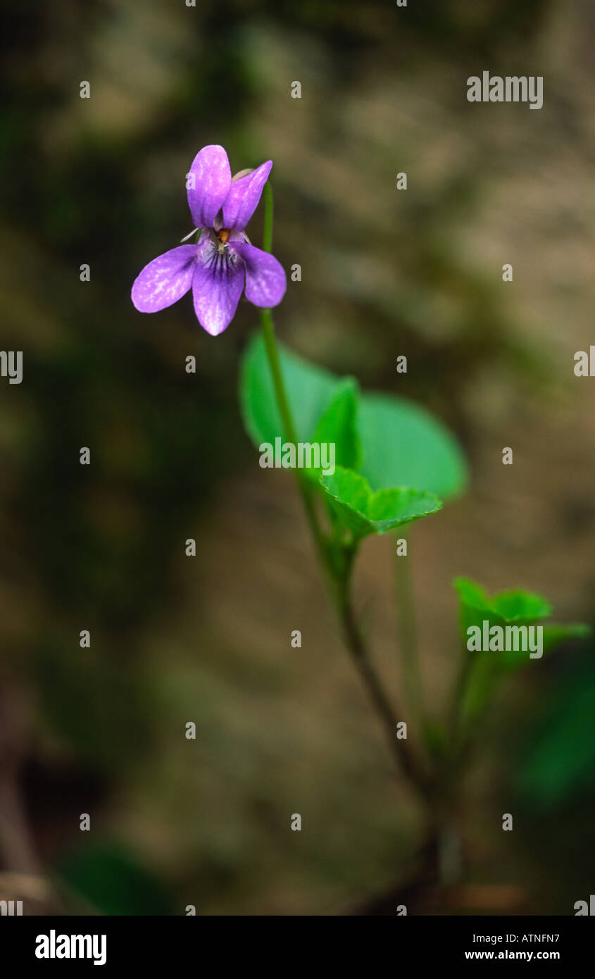 Dog Violet viola riviniana Stock Photo - Alamy
