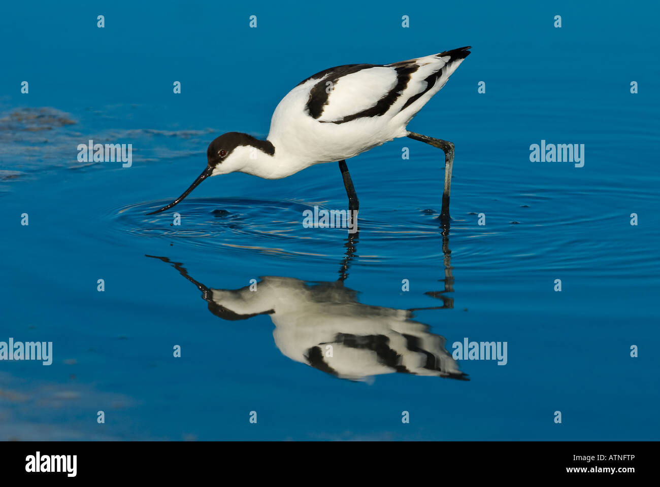 Saebelschnaebler Recurvirostra avosetta Pied avocet Stock Photo - Alamy