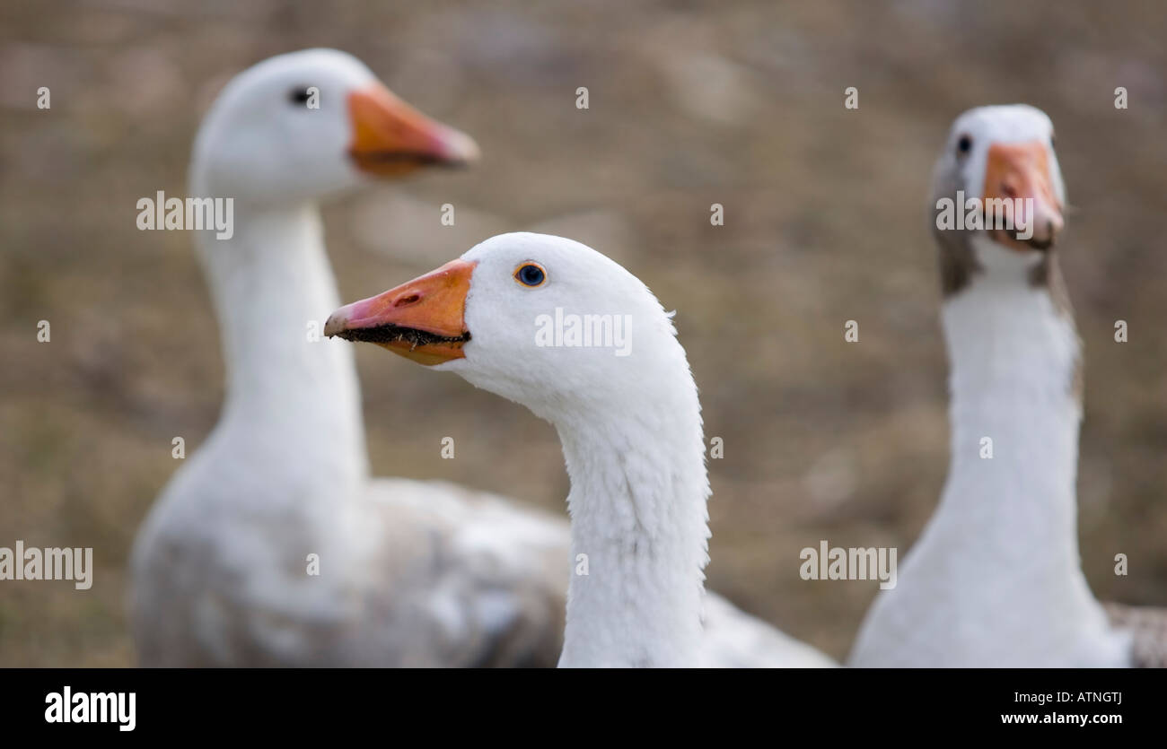 Free range domesticated Geese in a farmyard Stock Photo - Alamy
